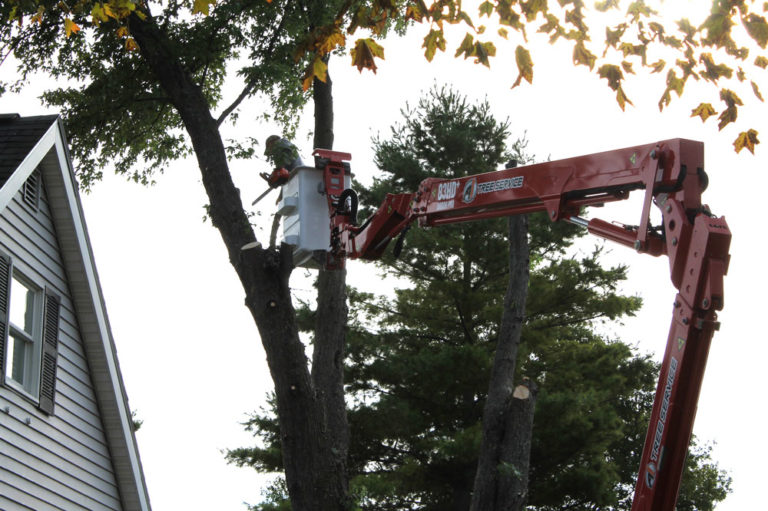 A1 Tree Service – Landscape Company · Tree Cutting Service