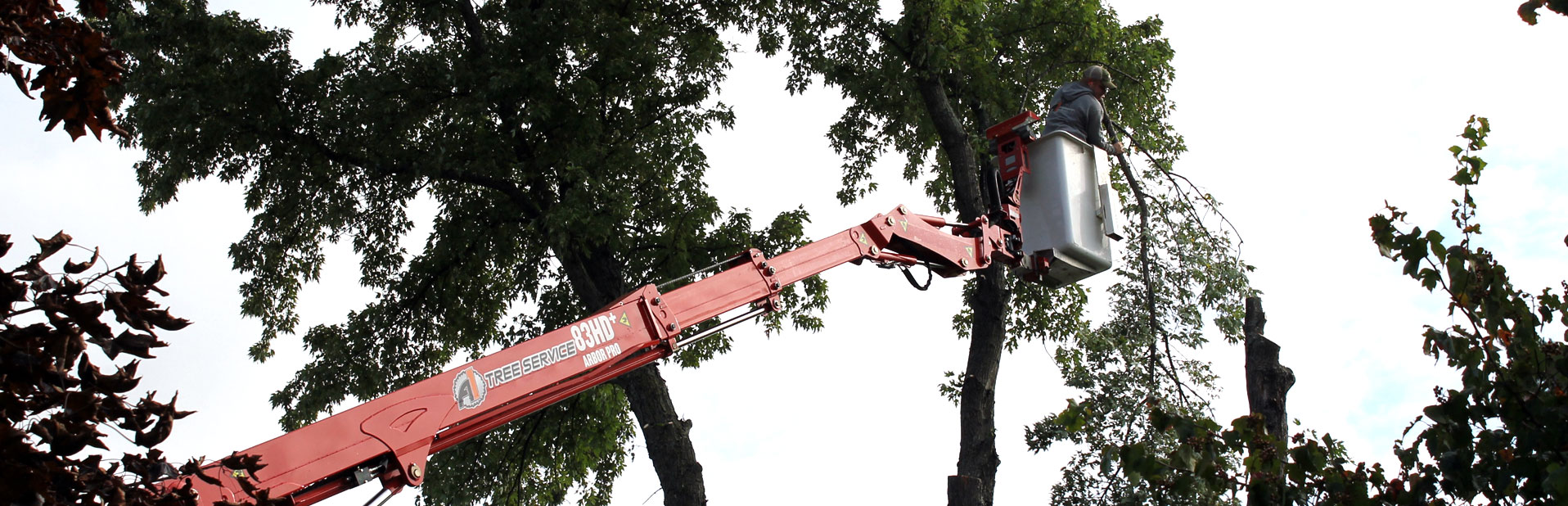 A1 Tree Service – Landscape Company · Tree Cutting Service
